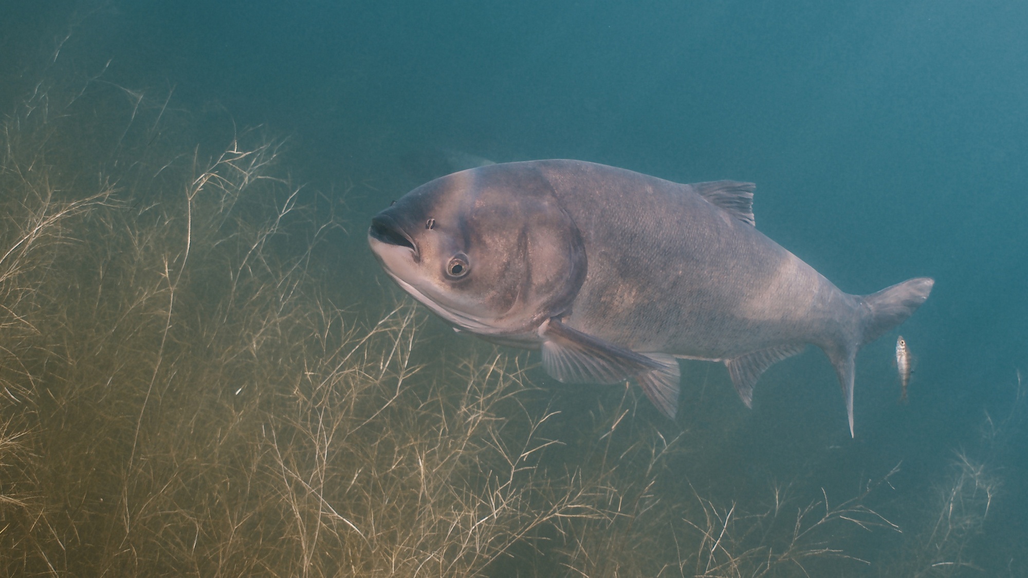 Hypophthalmichthys nobilis (Richardson, 1845)